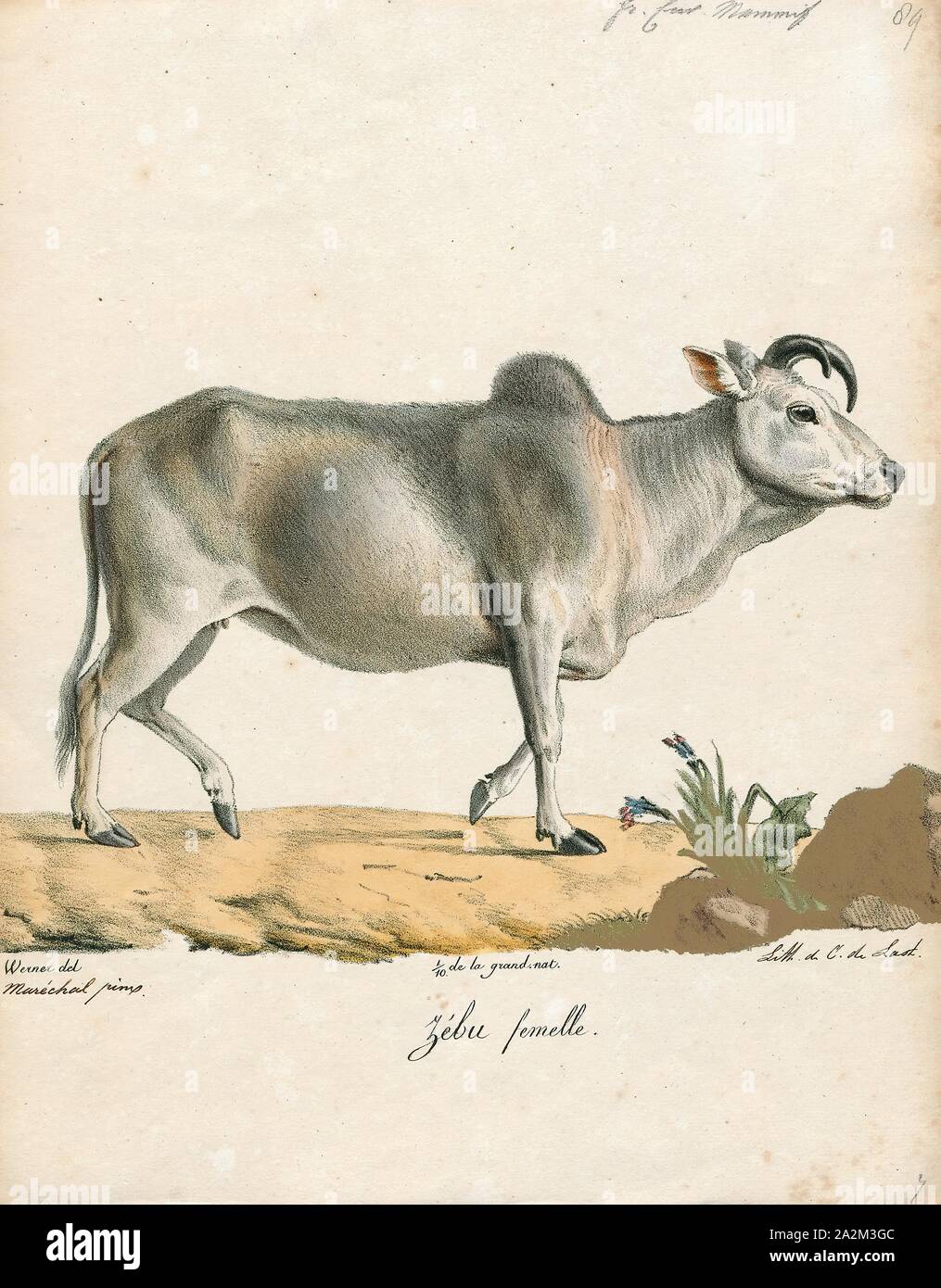 Sometimes Drooping Ears High Resolution Stock Photography and Images ...