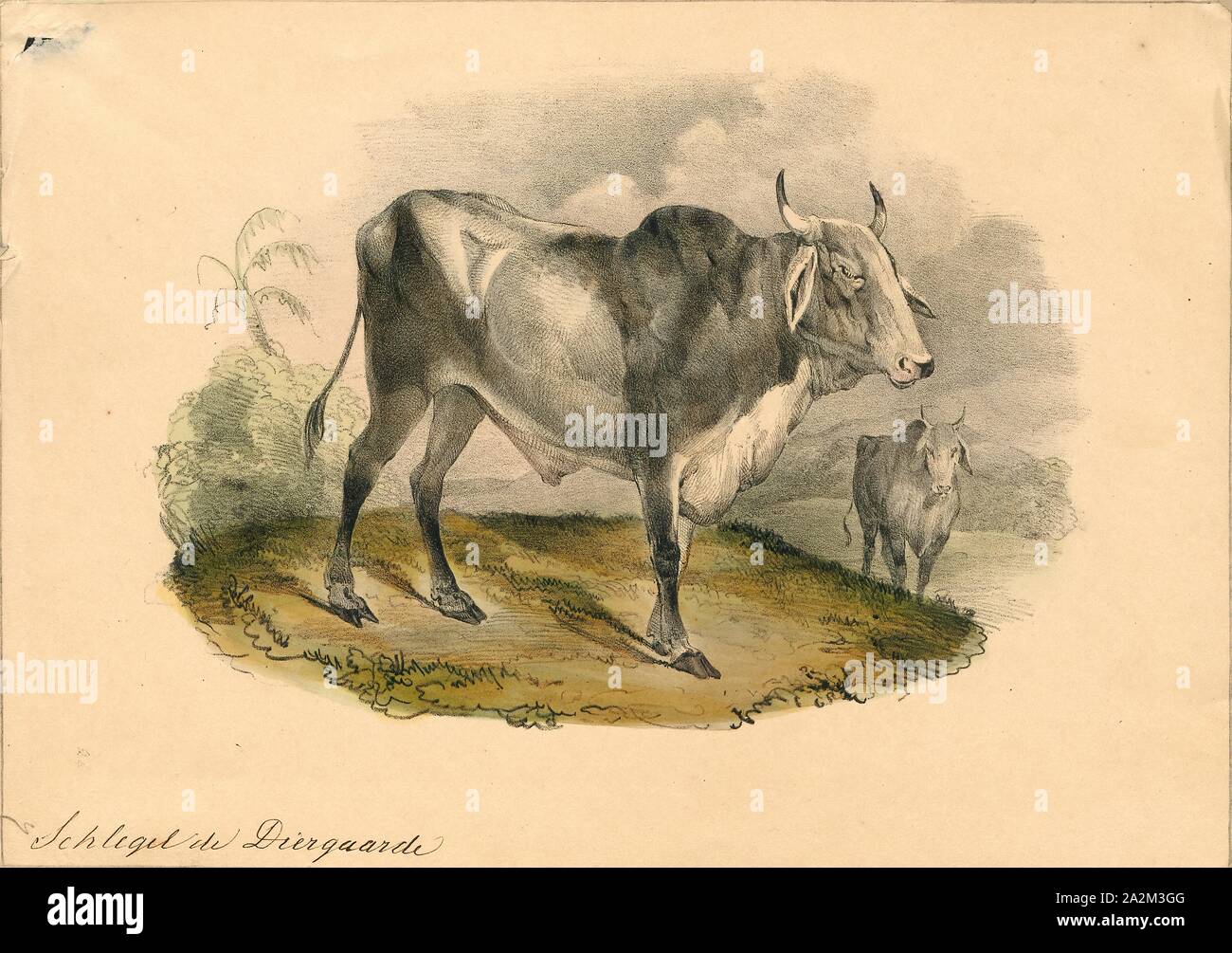 Bos indicus, Print, A zebu, sometimes known as indicine cattle or ...