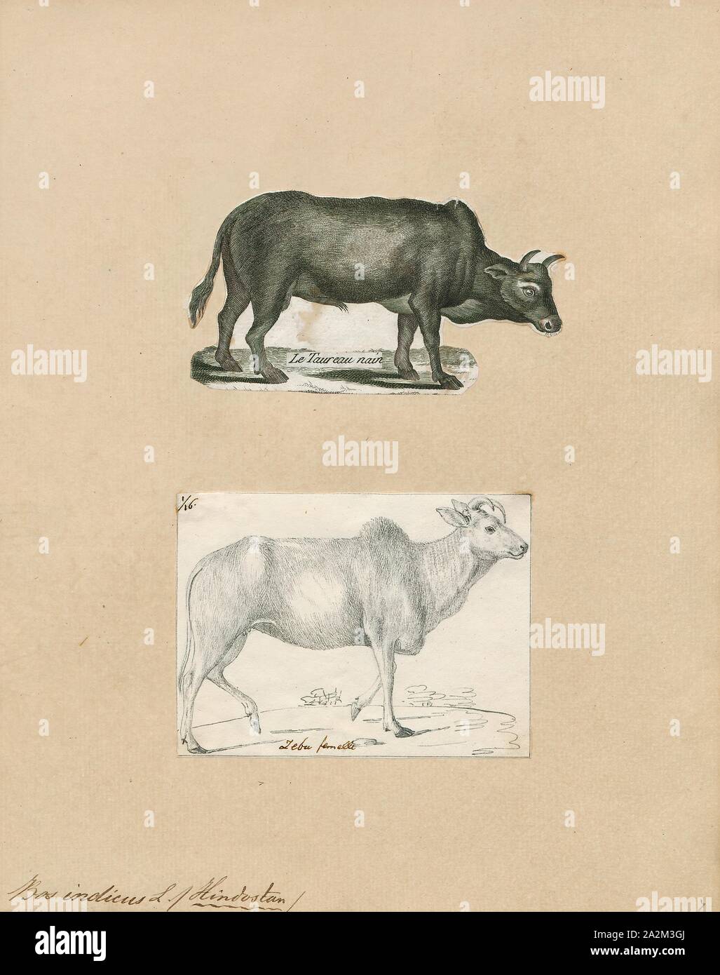 Bos indicus, Print, A zebu, sometimes known as indicine cattle or ...