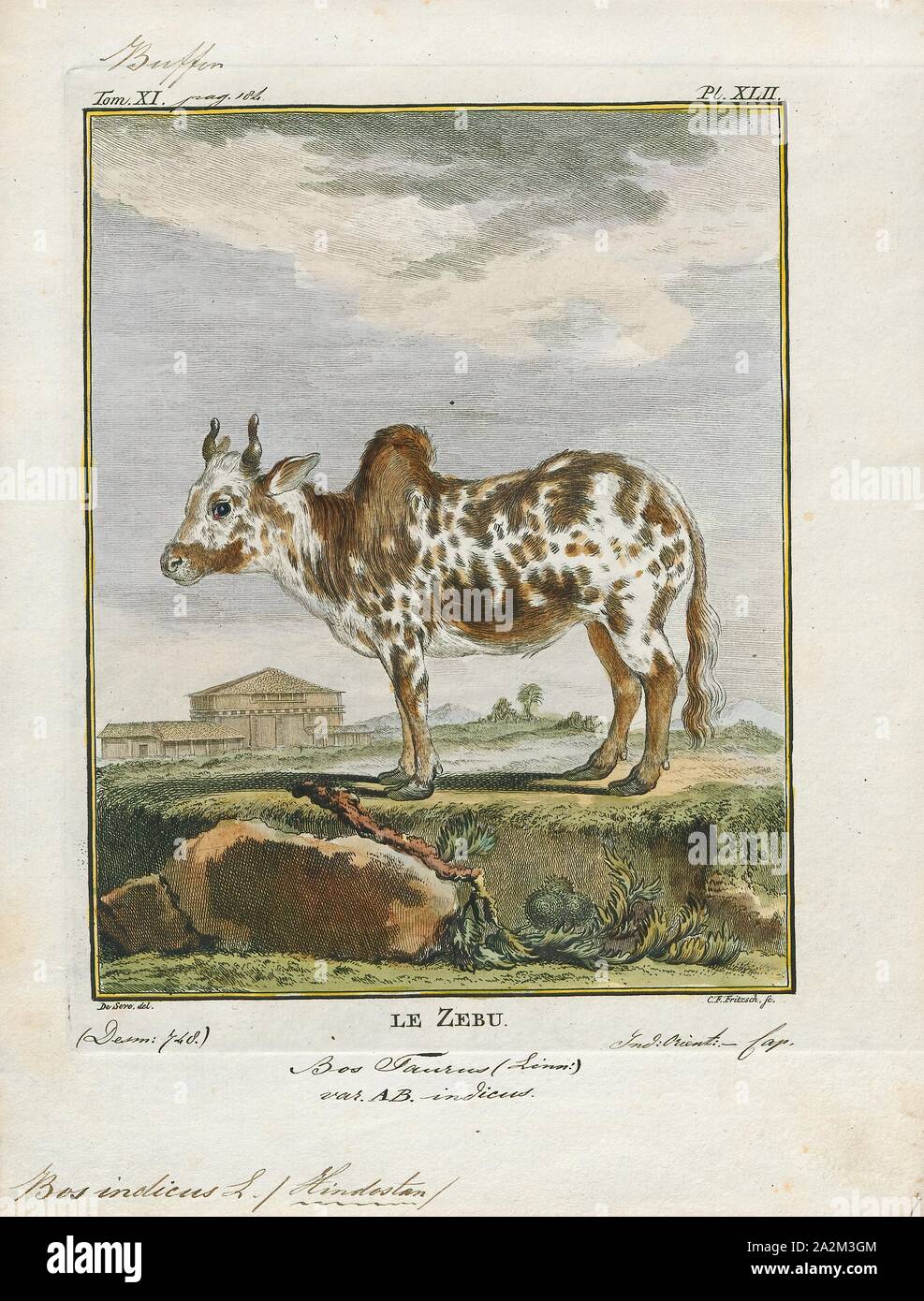 Sometimes Drooping Ears High Resolution Stock Photography and Images ...