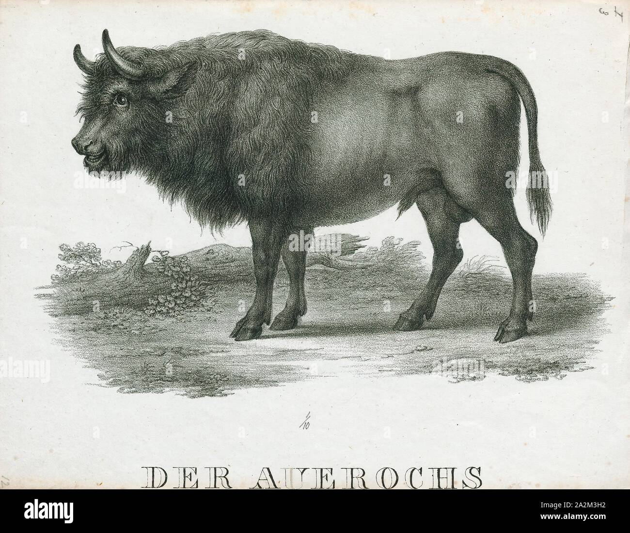 Steppe bison extinct hi-res stock photography and images - Alamy
