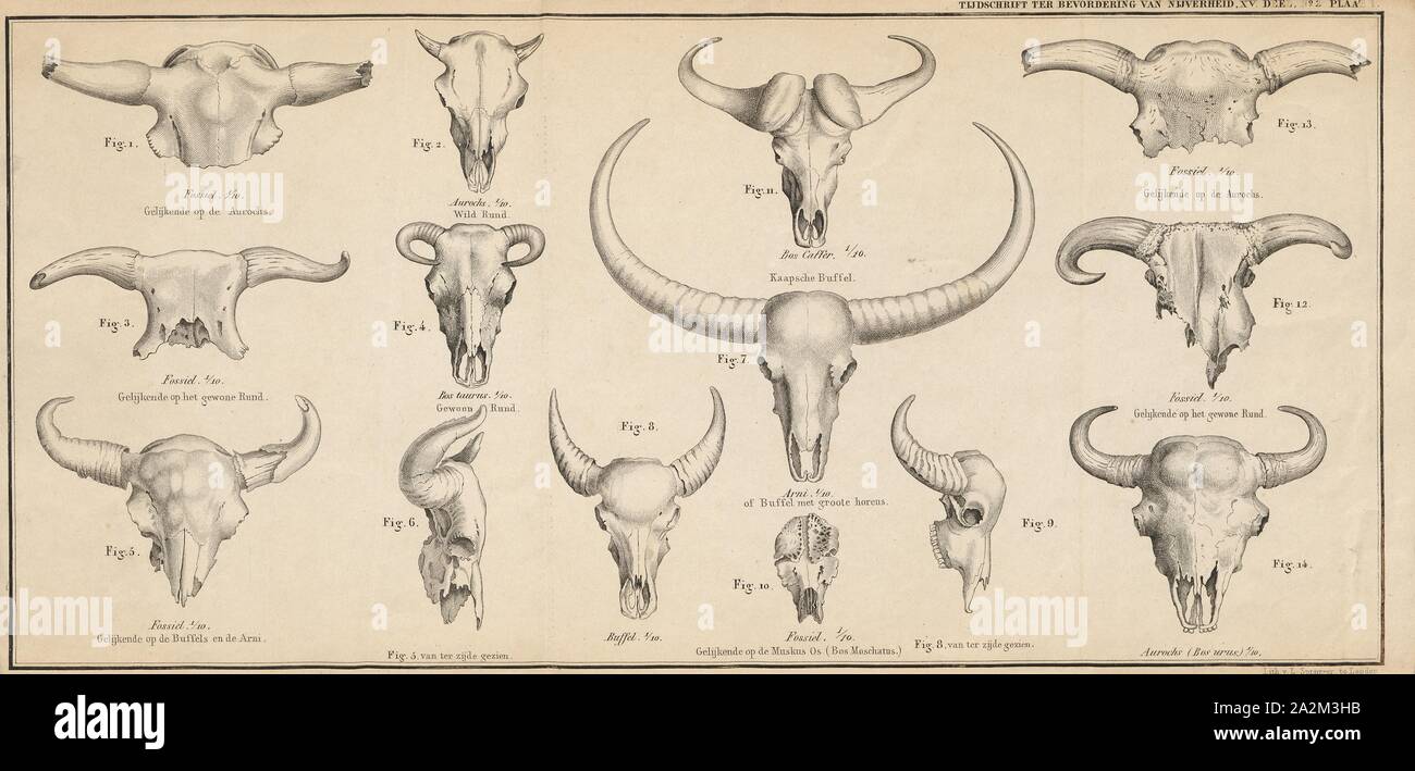 Bos spec hi-res stock photography and images - Alamy