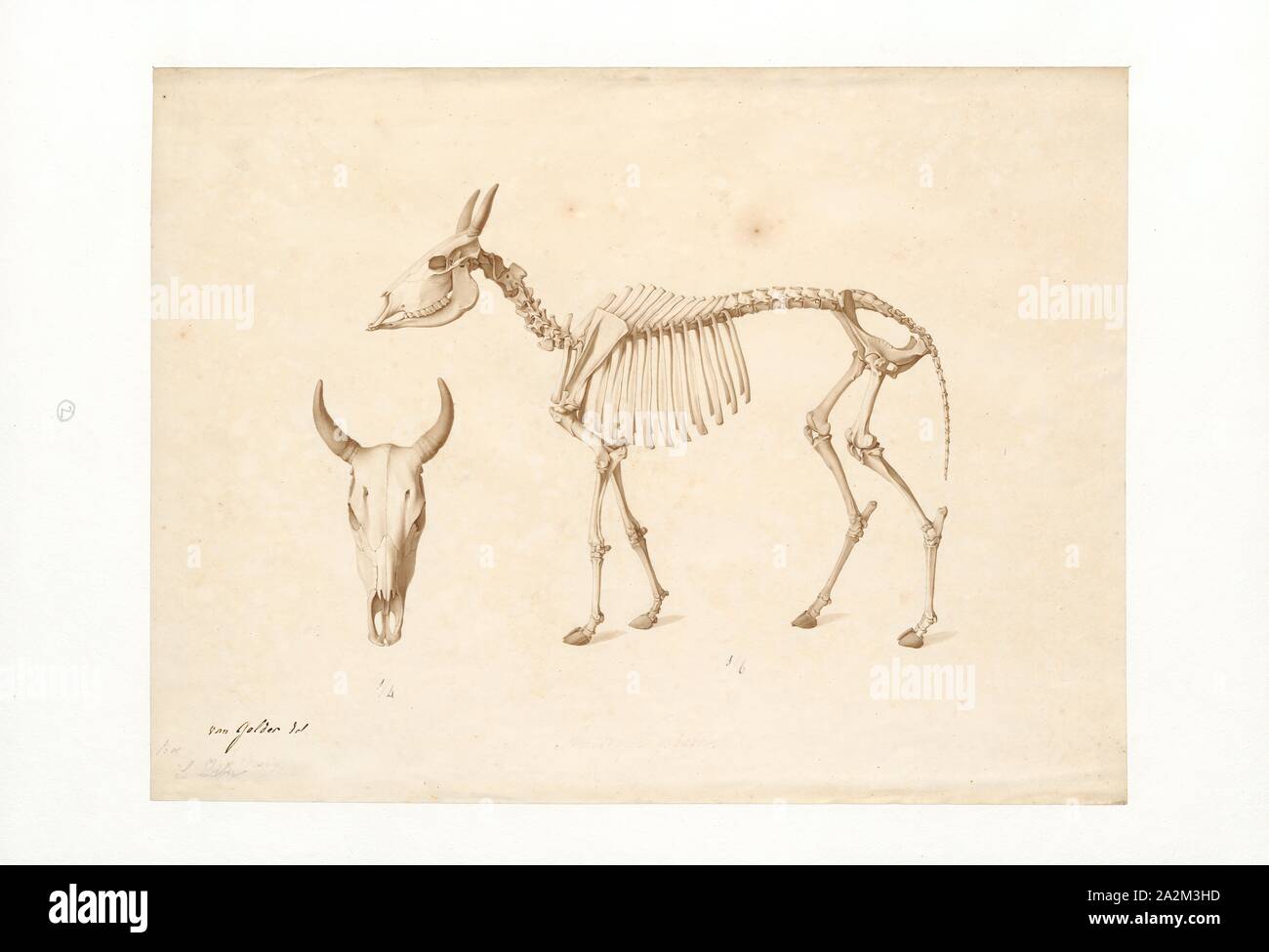 Bos taurus indicus, Print, A zebu, sometimes known as indicine cattle ...