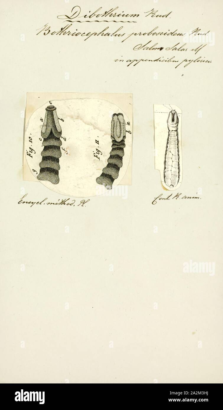 Bothriocephalus hi-res stock photography and images - Alamy