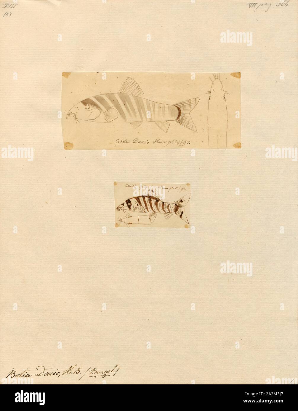 Queen loach hi-res stock photography and images - Alamy