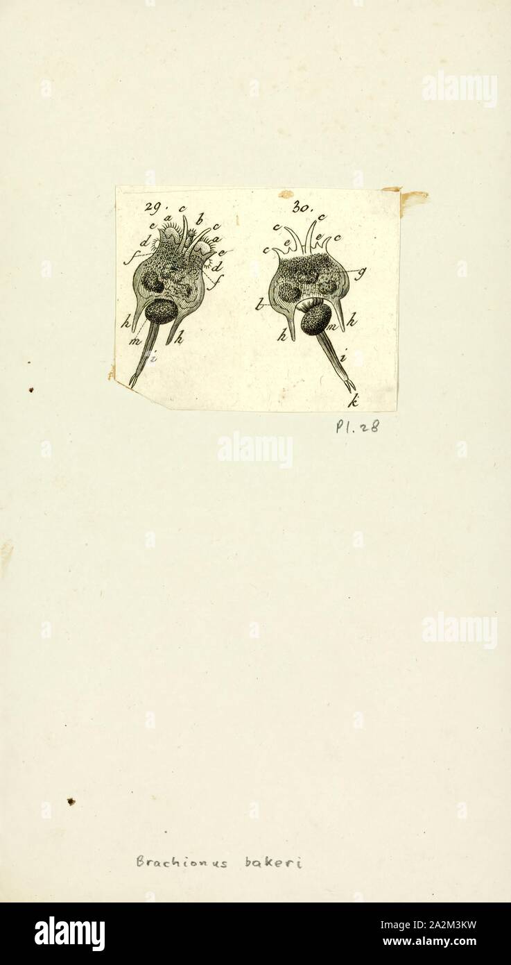 Brachionus bakeri, Print, Brachionus quadridentatus. Brachionus is a ...
