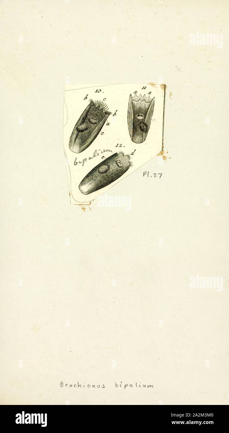 Brachionus bipalium, Print, Brachionus quadridentatus. Brachionus is a ...
