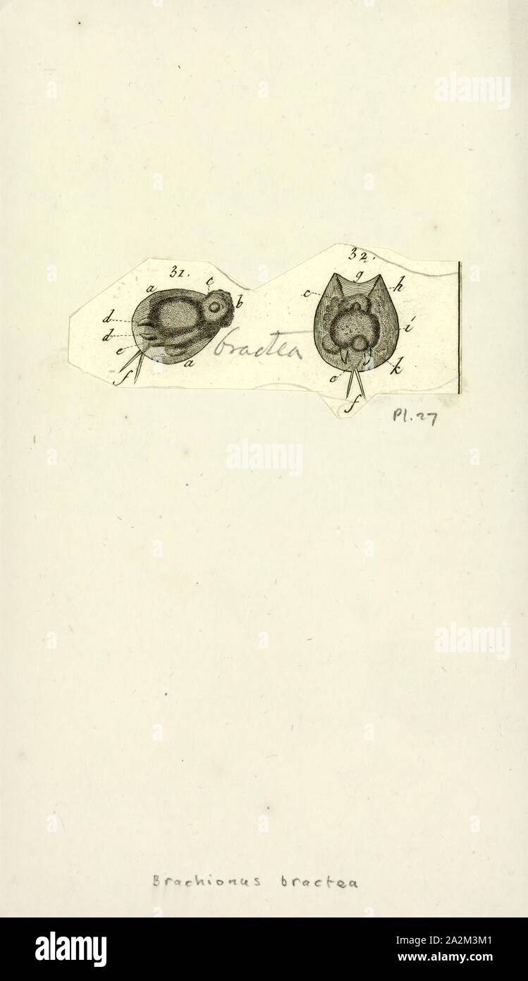 Brachionus bractea, Print, Brachionus quadridentatus. Brachionus is a ...