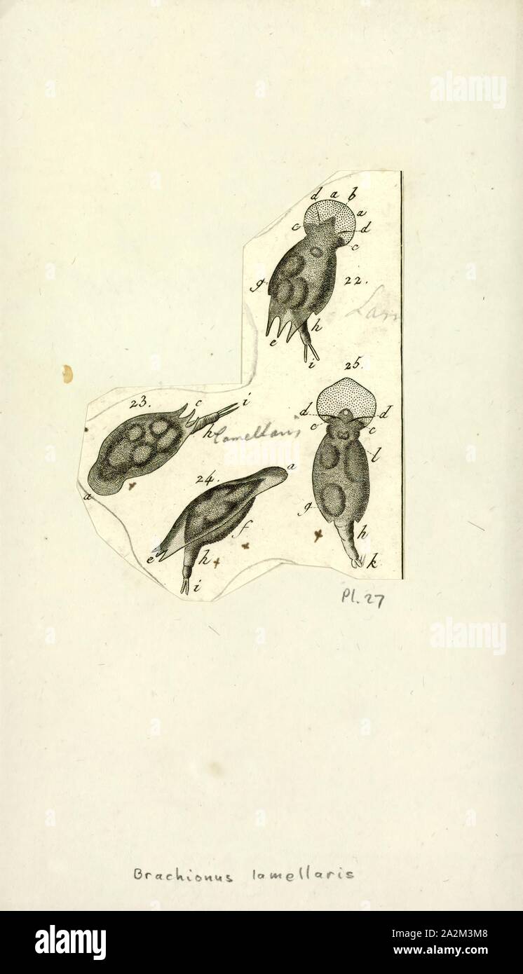 Brachionus lamellaris, Print, Brachionus quadridentatus. Brachionus is ...
