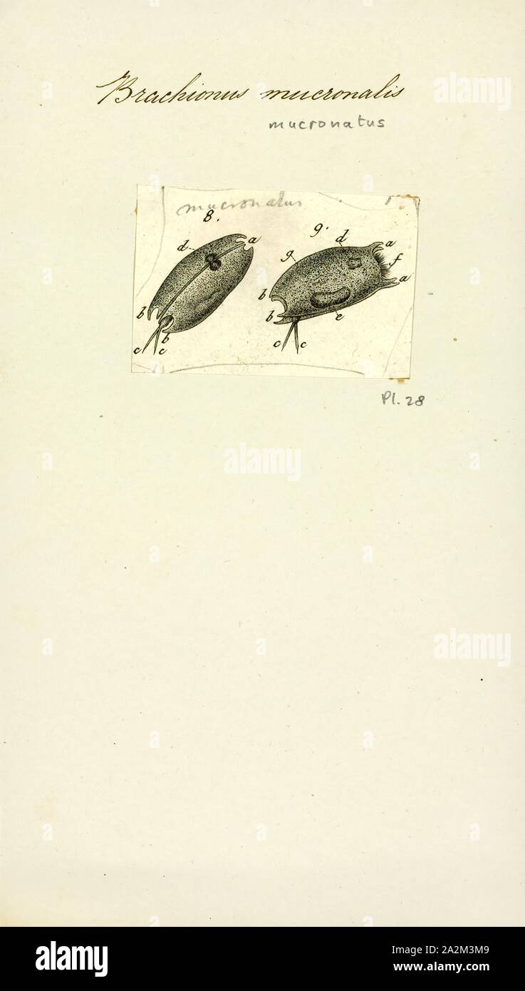 Brachionus mucronalis, Print, Brachionus quadridentatus. Brachionus is ...