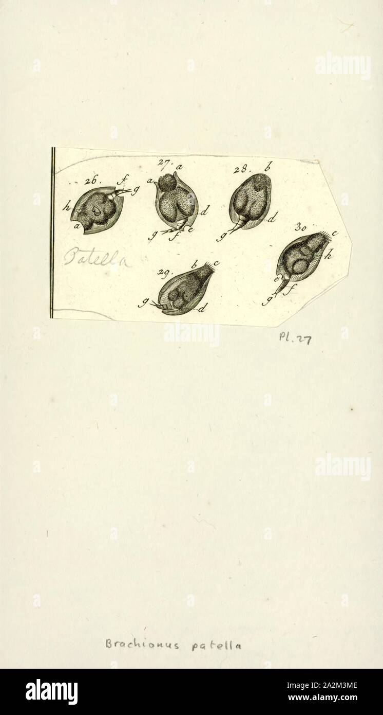 Brachionus patella, Print, Brachionus quadridentatus. Brachionus is a ...