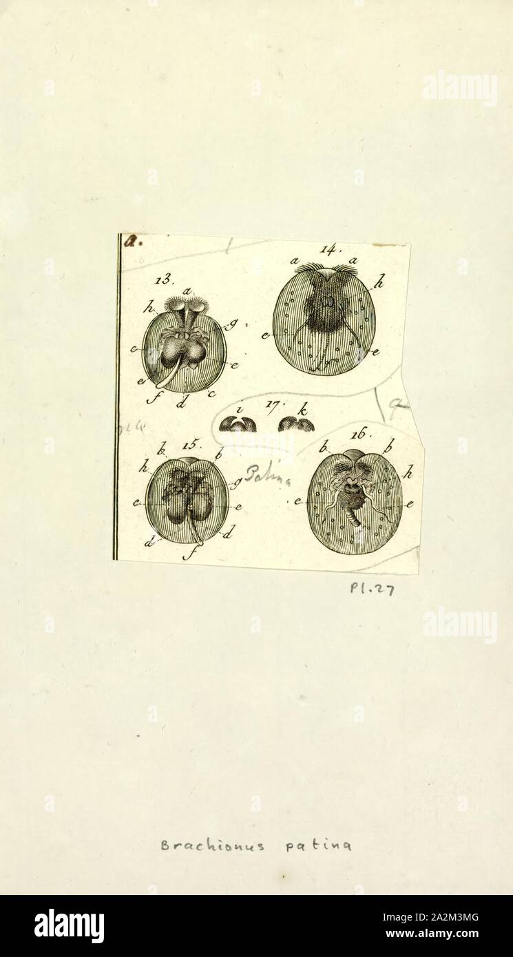 Brachionus patina, Print, Brachionus quadridentatus. Brachionus is a ...
