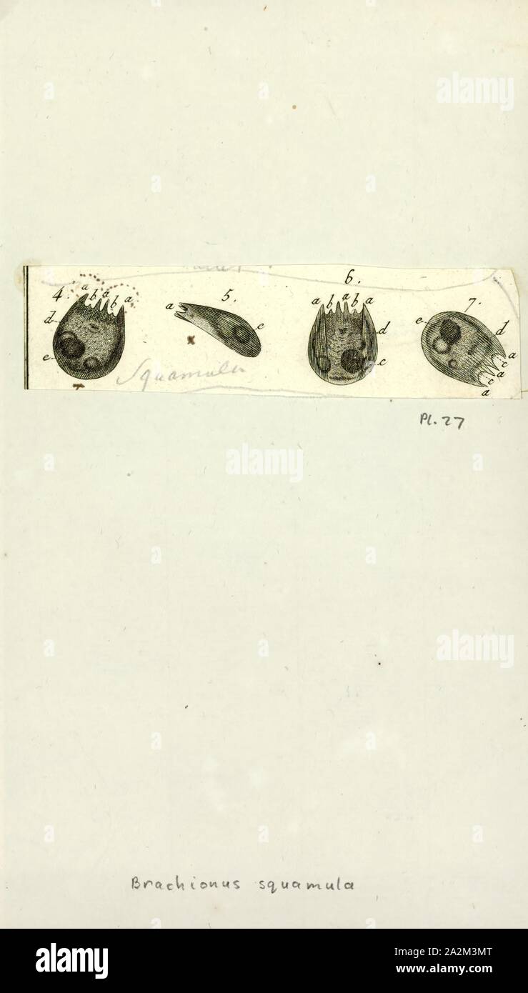 Brachionus squamula, Print, Brachionus quadridentatus. Brachionus is a ...