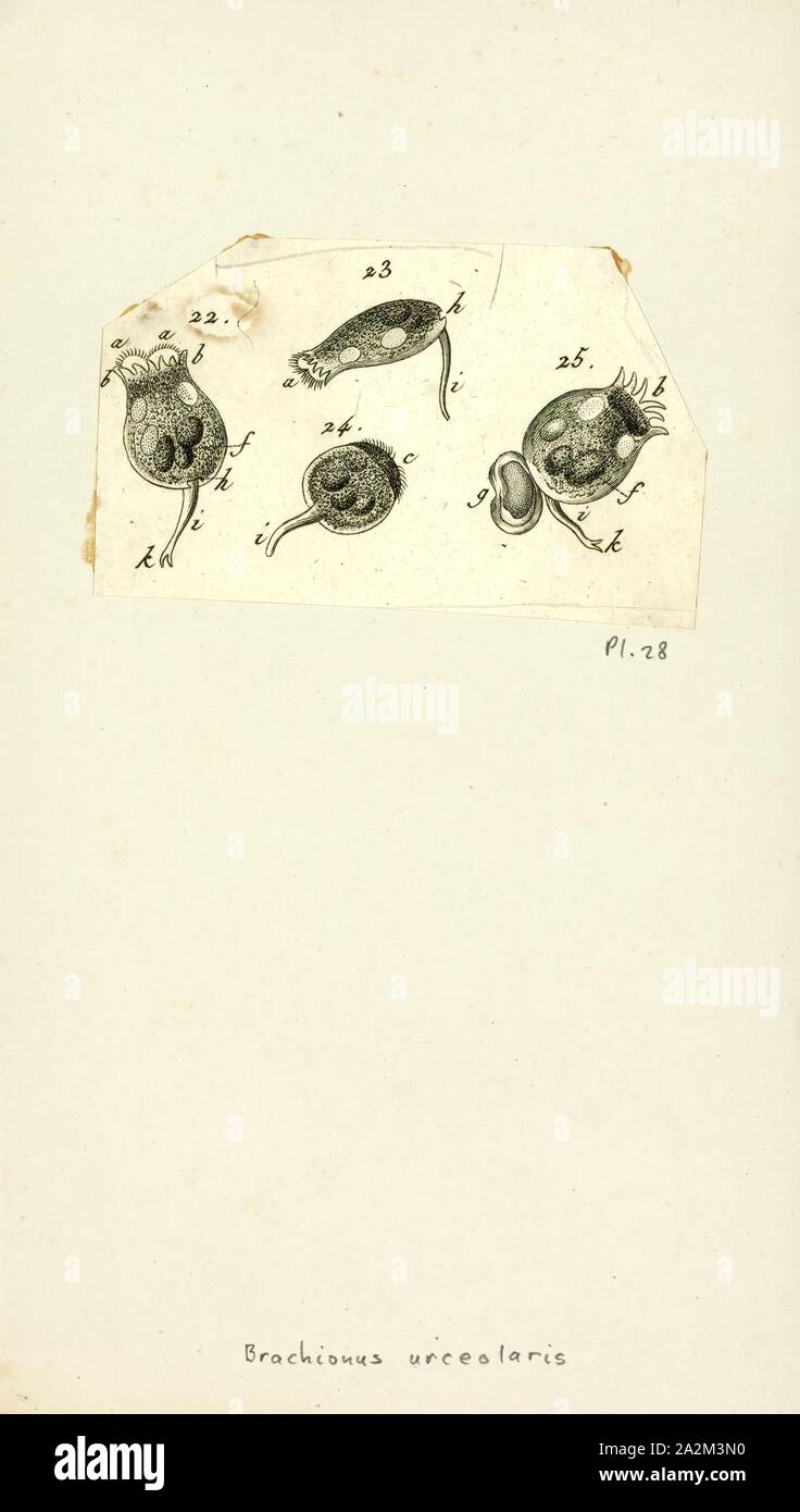 Brachionus urceolaris, Print, Brachionus quadridentatus. Brachionus is ...
