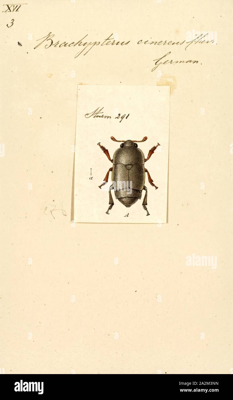 Brachypterus, Print, Brachypterus is a genus of short-winged flower ...