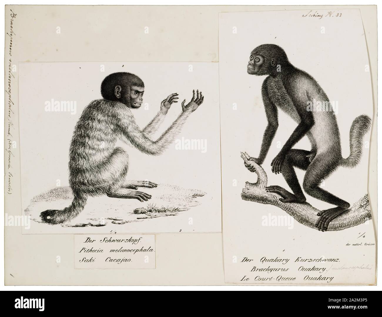 Brachyurus melanocephalus hi-res stock photography and images - Alamy