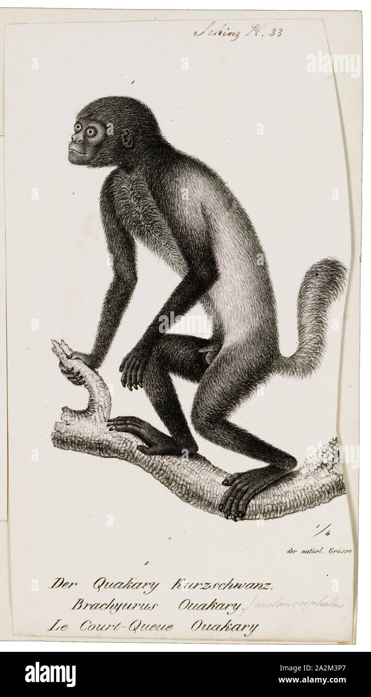 Brachyurus melanocephalus hi-res stock photography and images - Alamy