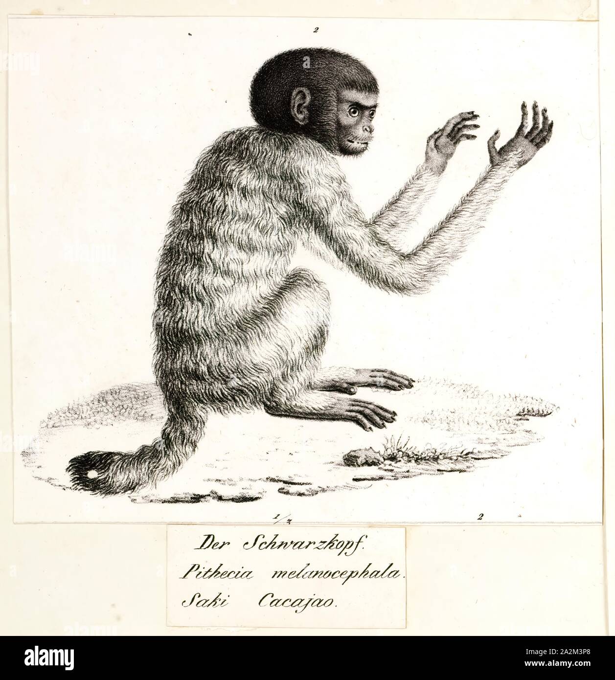 Brachyurus melanocephalus hi-res stock photography and images - Alamy