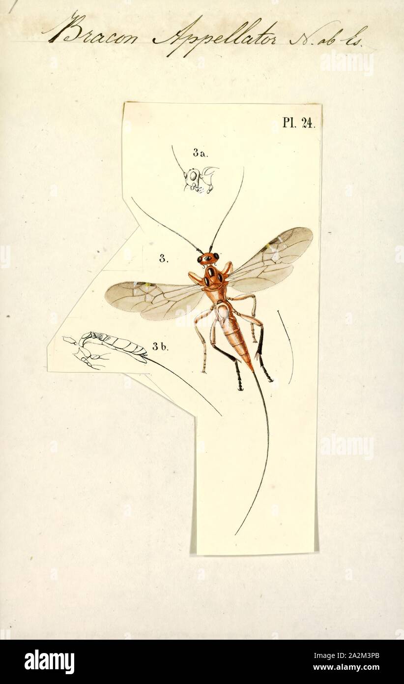 Bracon hi-res stock photography and images - Alamy