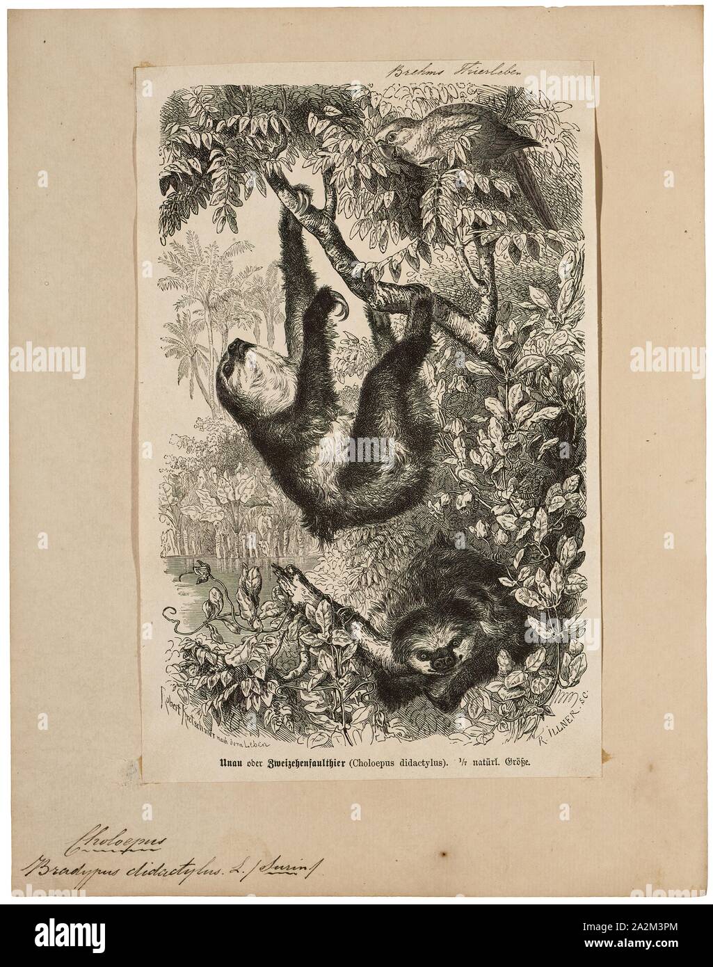 South linnaeuss two toed sloth Cut Out Stock Images & Pictures - Alamy