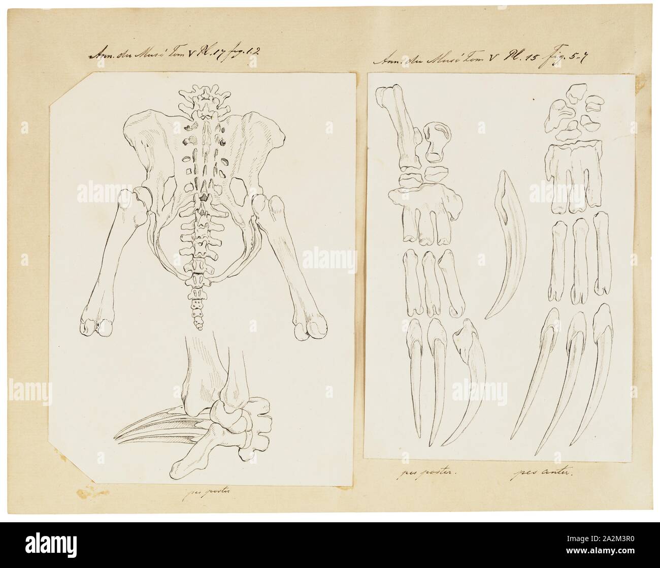 Bradypus spec., Print, Three toed Sloth unknown, skeleton parts Stock ...