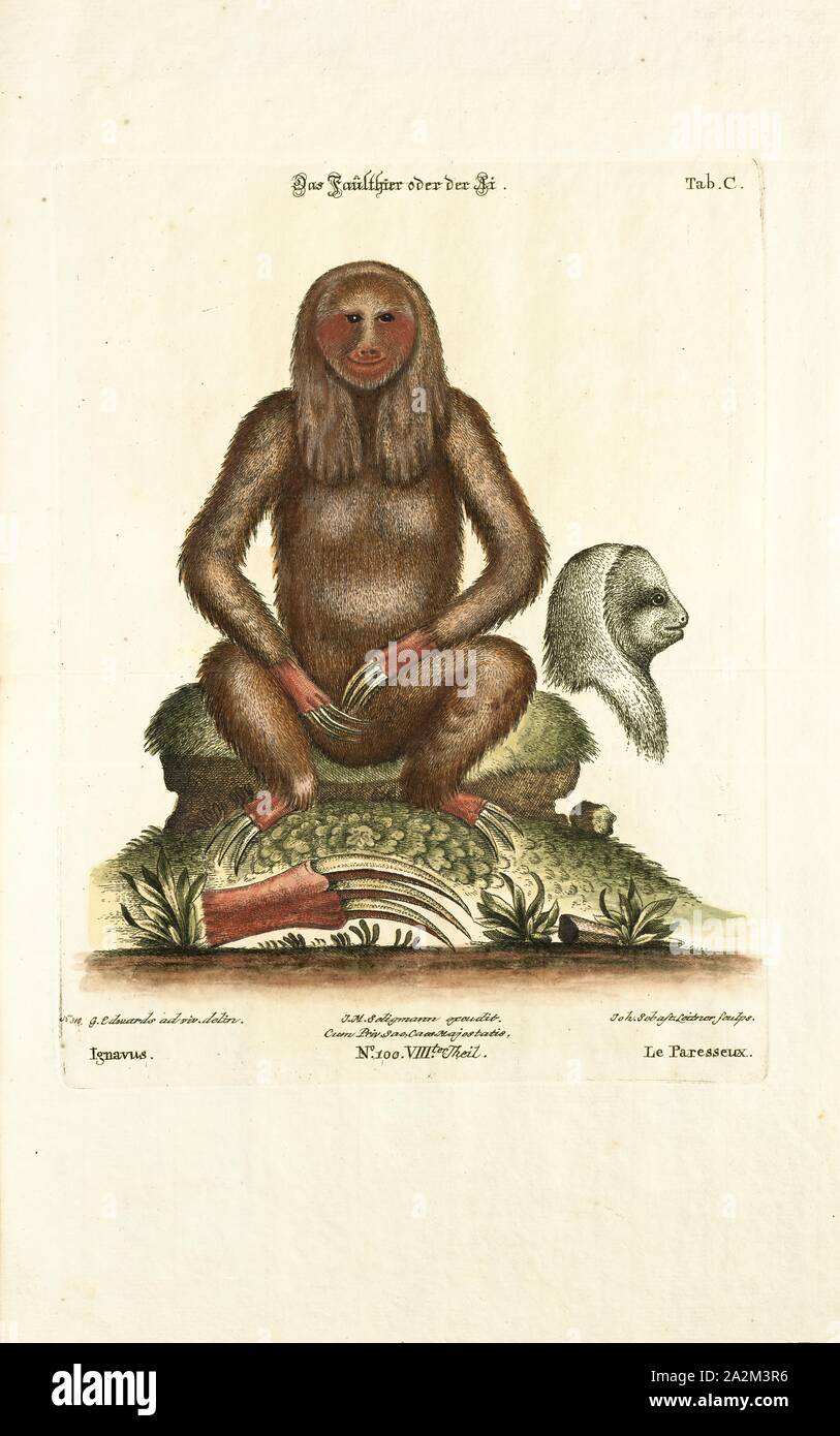 Bradypus tridactylus, Print, The pale-throated sloth (Bradypus ...