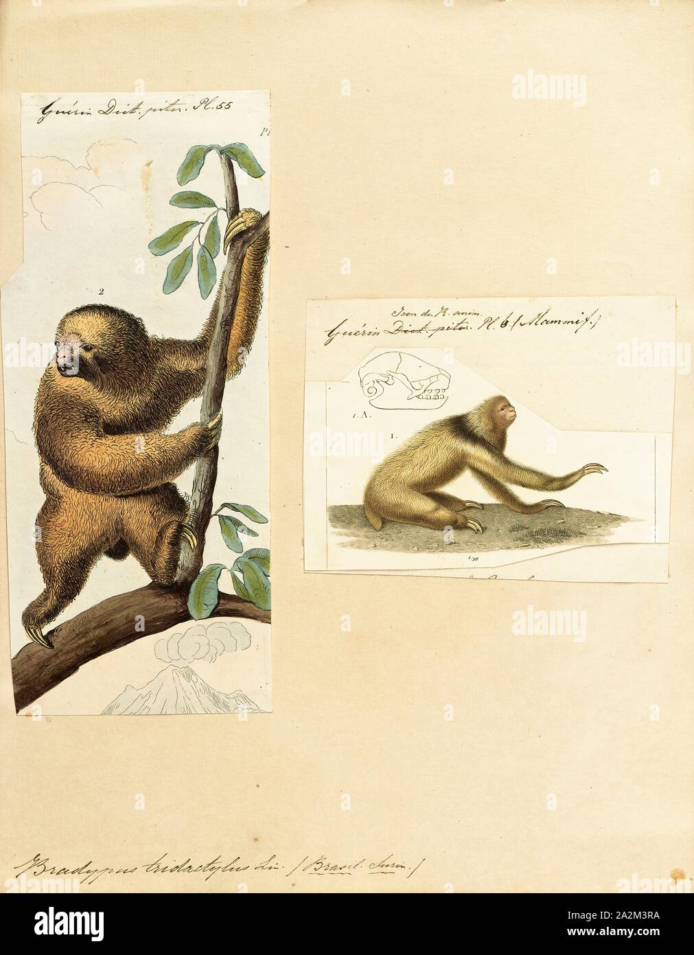 Bradypus tridactylus, Print, The pale-throated sloth (Bradypus ...