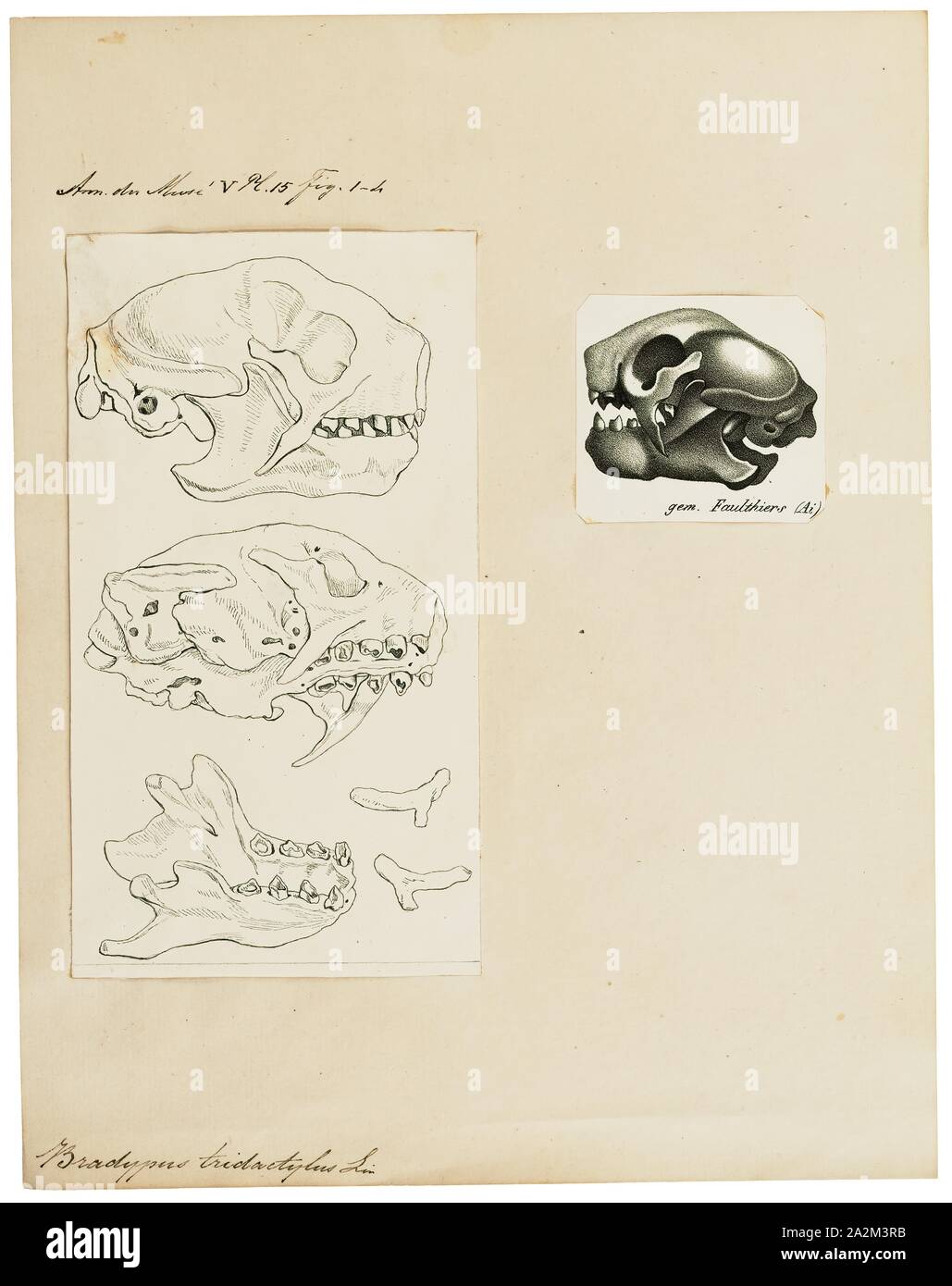 Bradypus tridactylus, Print, The pale-throated sloth (Bradypus ...