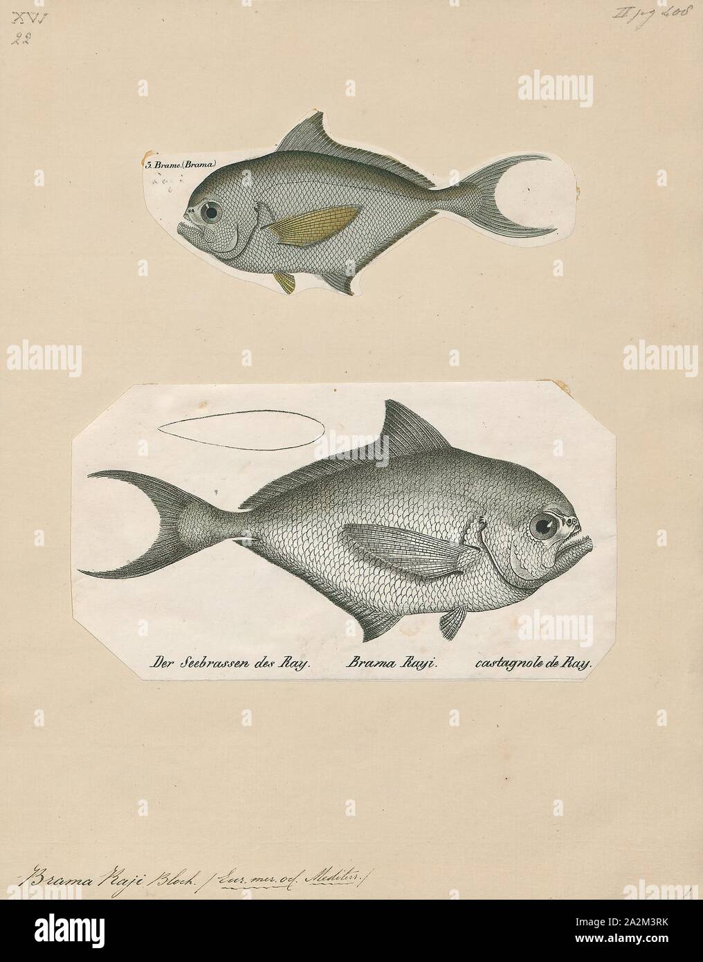 Brama raii hi-res stock photography and images - Alamy