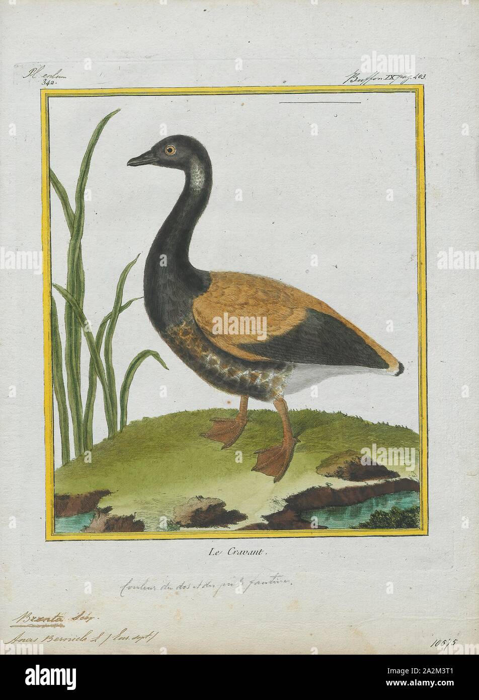 Branta bernicla, Print, The brant, or brent goose (Branta bernicla), is ...