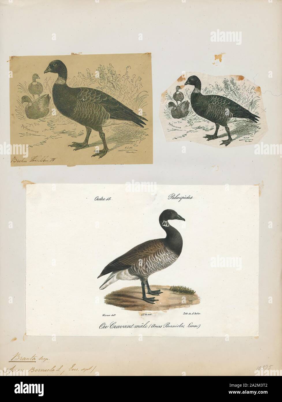 Branta bernicla, Print, The brant, or brent goose (Branta bernicla), is ...