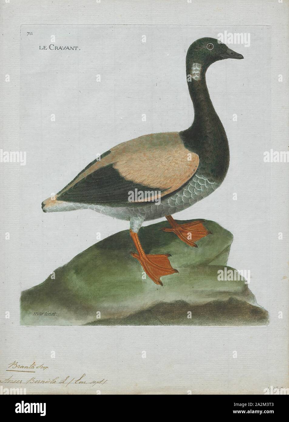Black brant goose hi-res stock photography and images - Alamy