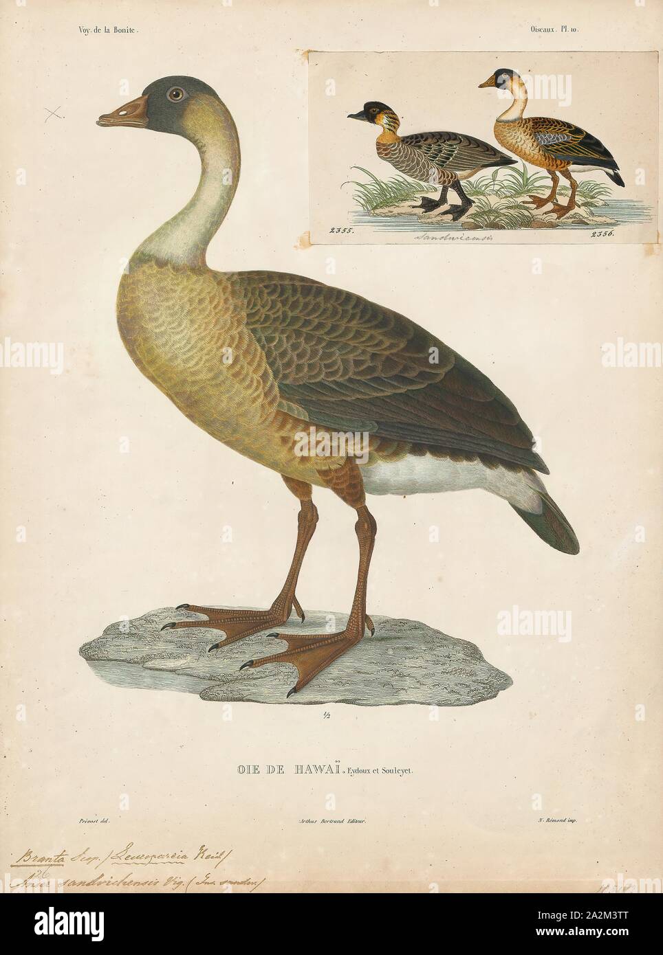 Branta sandwichensis hi-res stock photography and images - Alamy