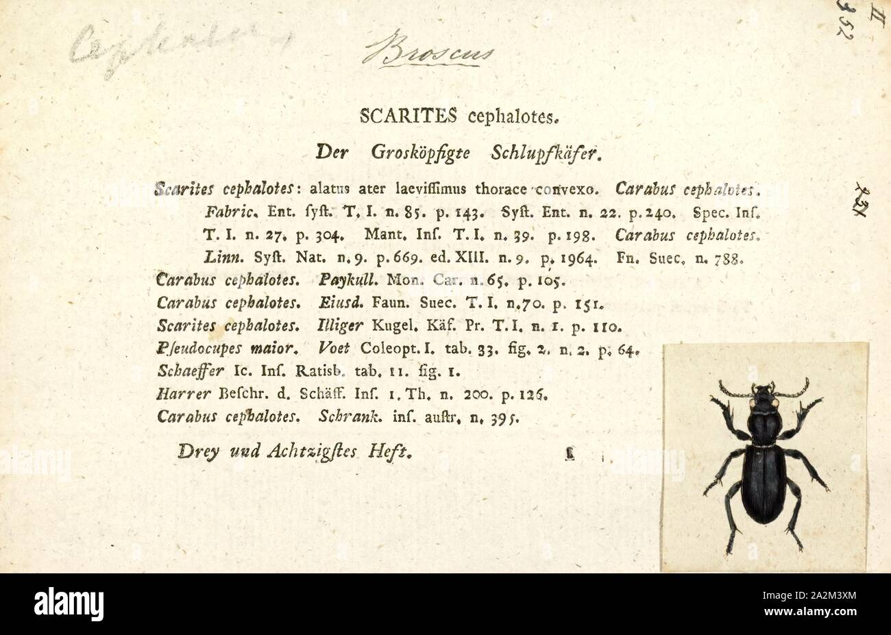 Broscus, Print, Broscus is a genus of ground beetle native to the ...