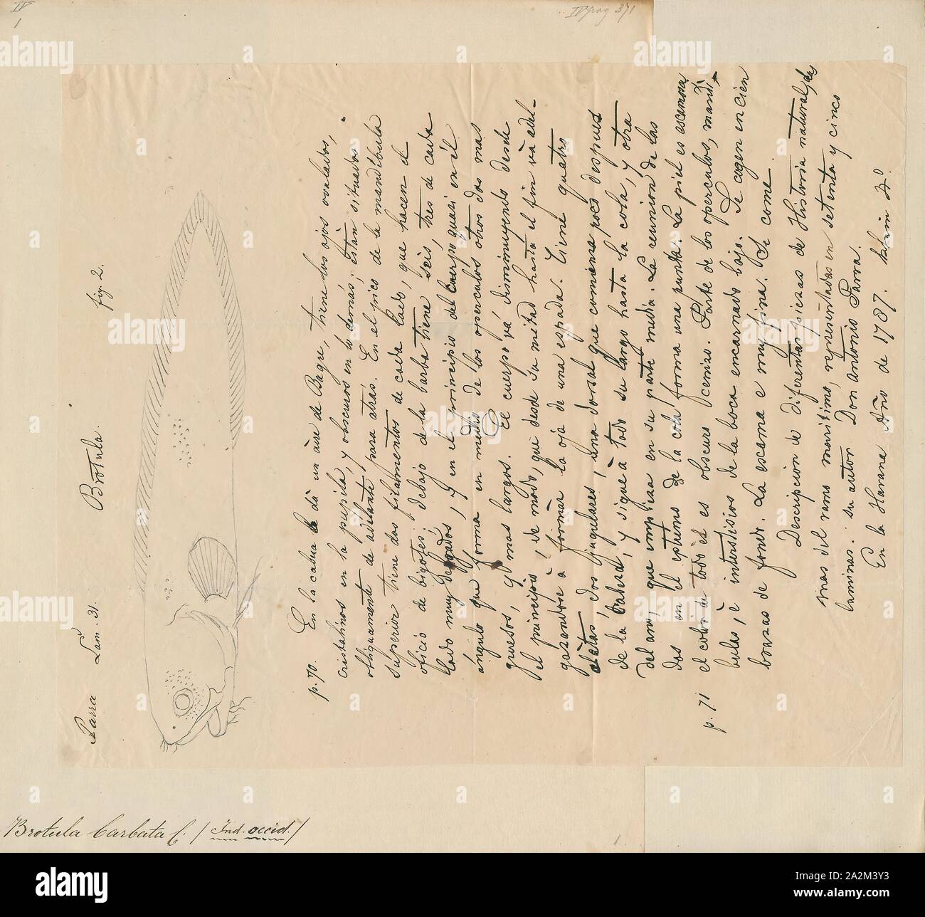 Bearded brotula hi-res stock photography and images - Alamy