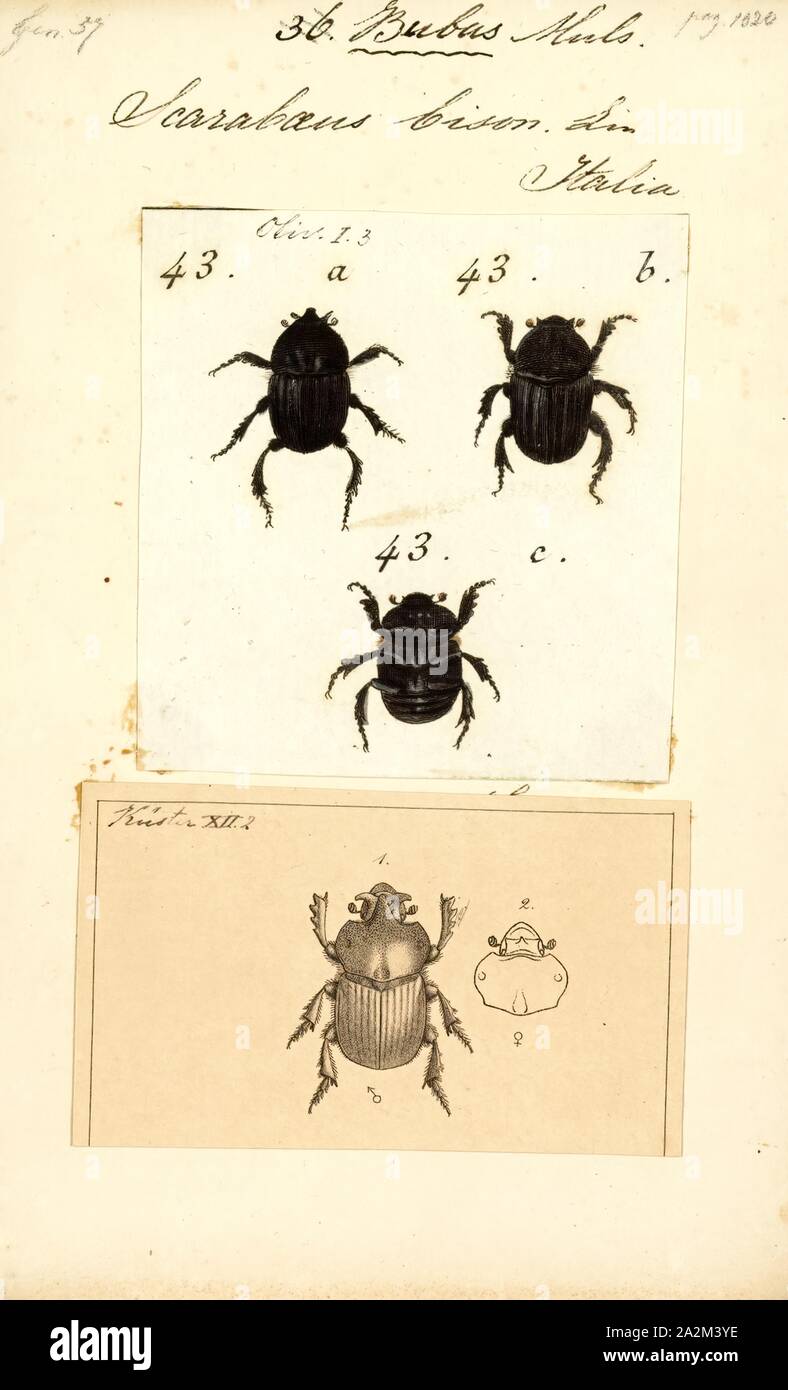 Bubas hi-res stock photography and images - Alamy