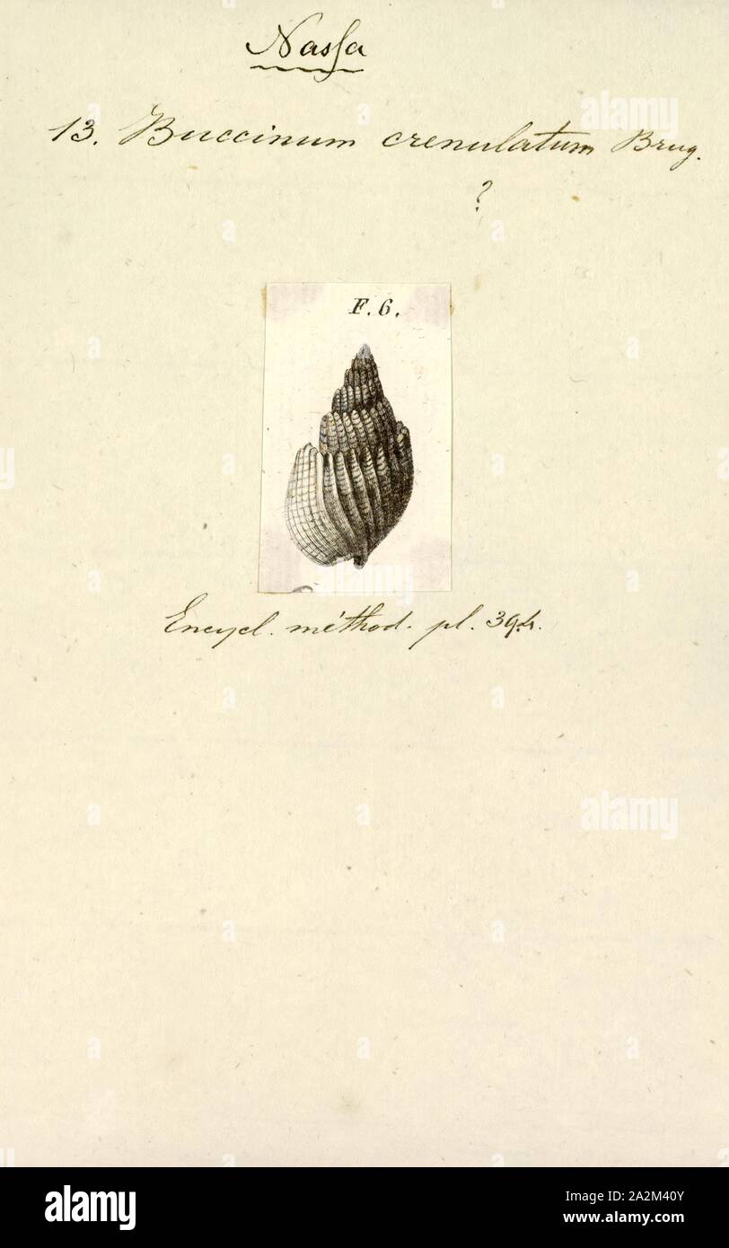 Buccinum crenulatum, Print, Buccinum is a genus of medium-sized sea ...