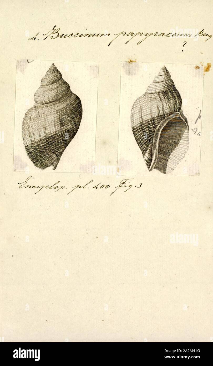 Buccinum papyraceum, Print, Buccinum is a genus of medium-sized sea ...