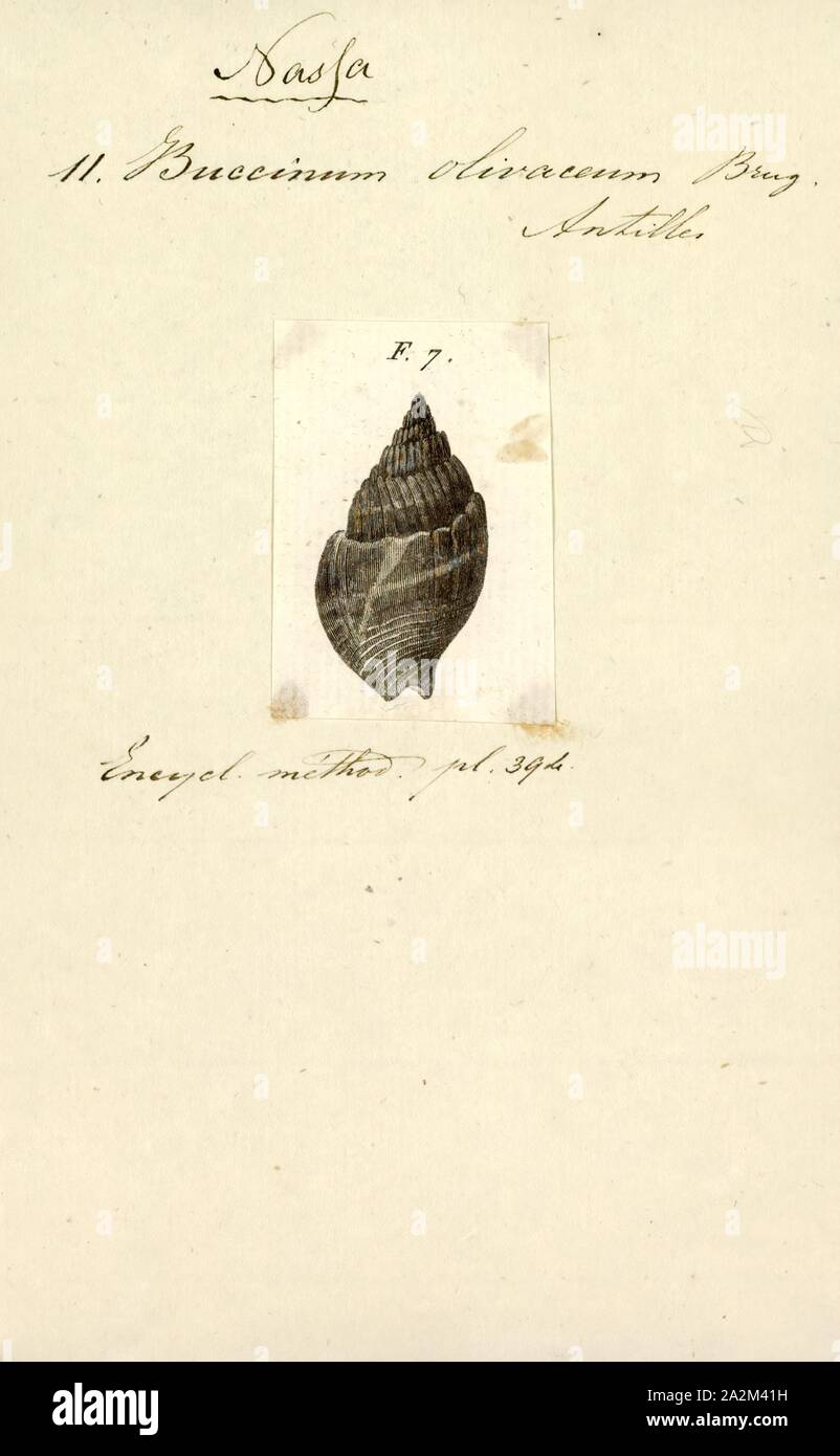 Buccinum olivaceum, Print, Buccinum is a genus of medium-sized sea ...