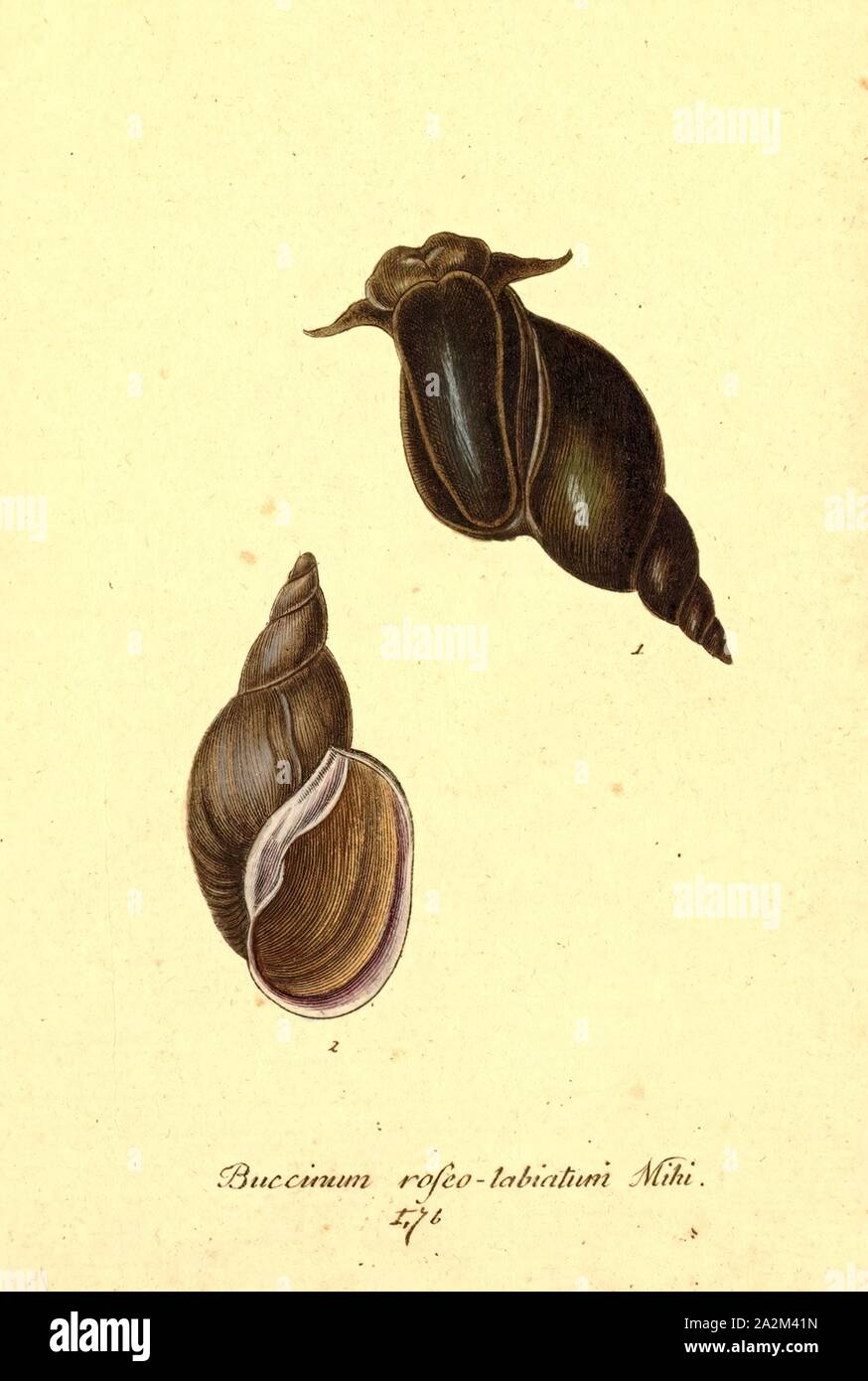 Buccinum roseo-labiatum, Print, Buccinum is a genus of medium-sized sea ...