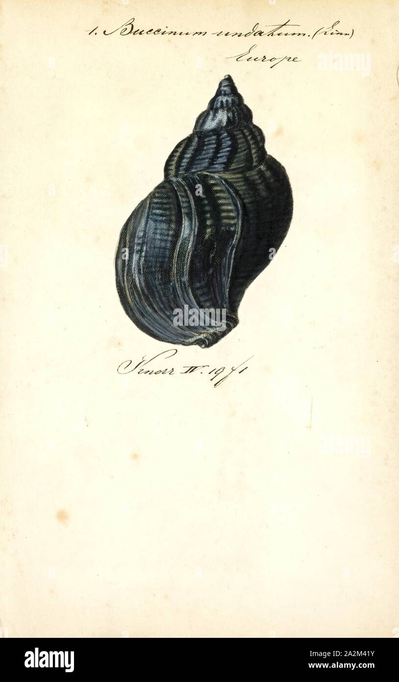 Buccinum undatum, Print, Buccinum undatum, the common whelk or the ...