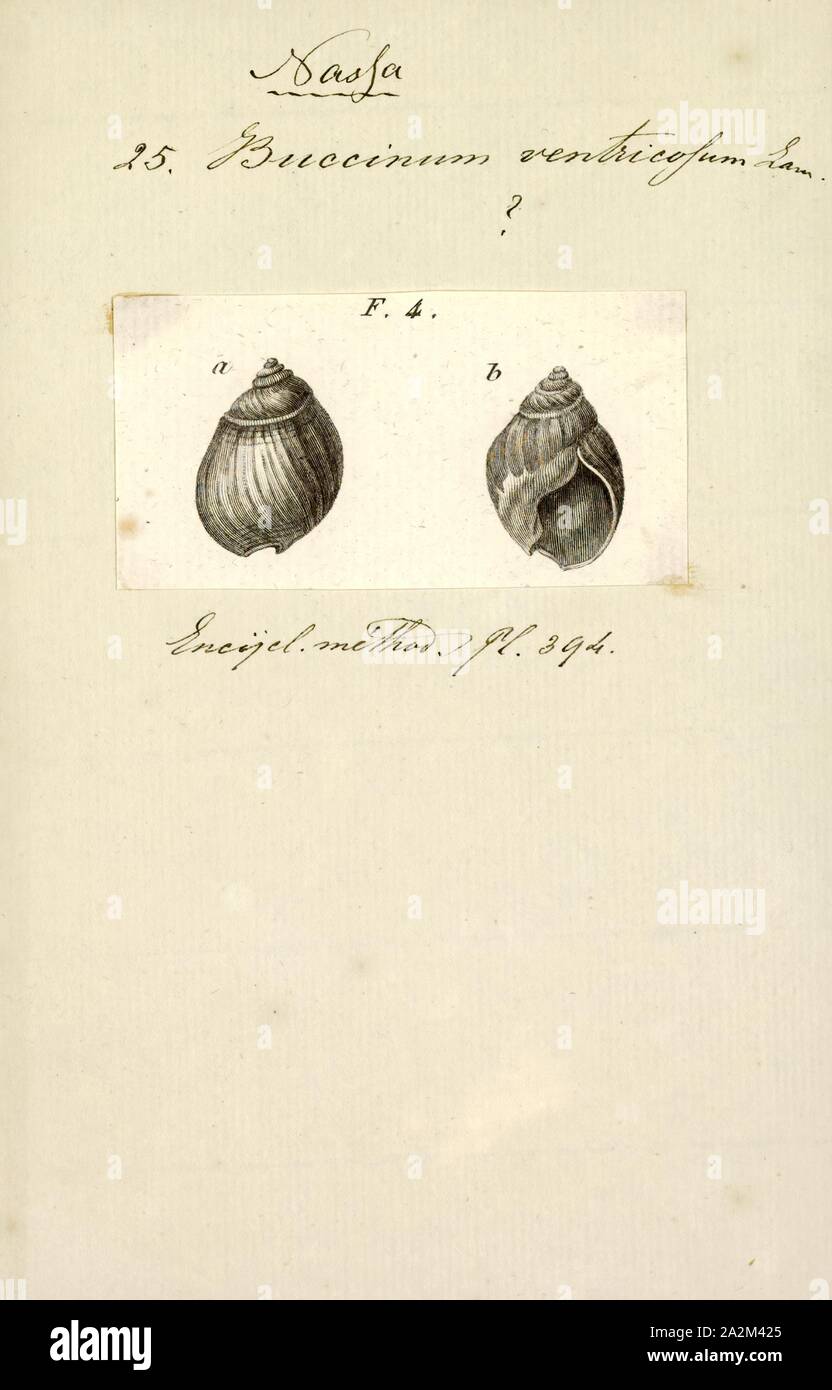 Buccinum ventricosum, Print, Buccinum is a genus of medium-sized sea ...