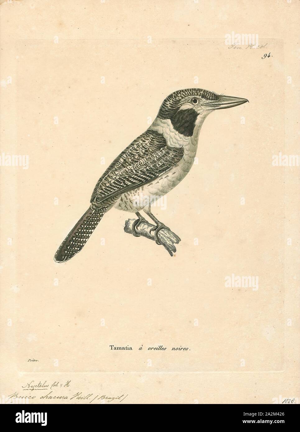 Family of birds hi-res stock photography and images - Alamy