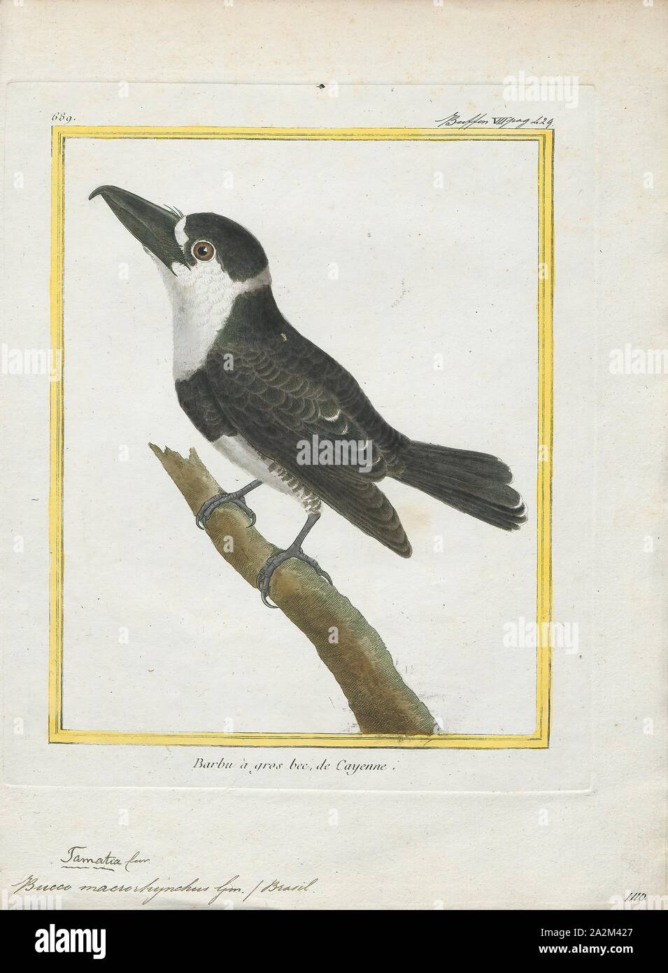 Bucco macrorhynchus, Print, Bucco is a genus of birds in the puffbird ...