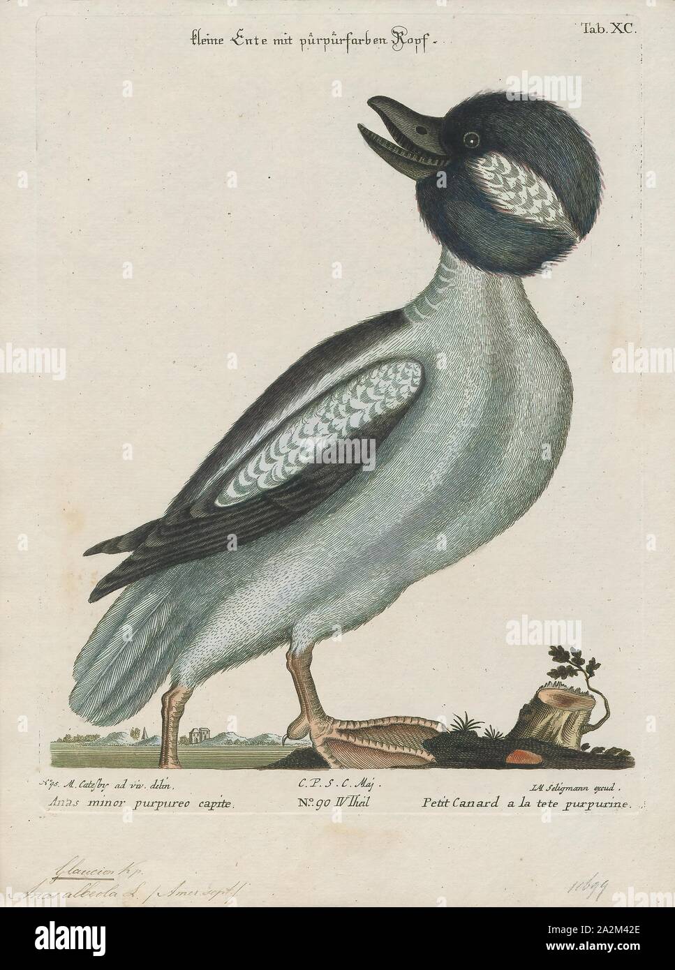 Systema naturae linnaeus hi-res stock photography and images - Alamy