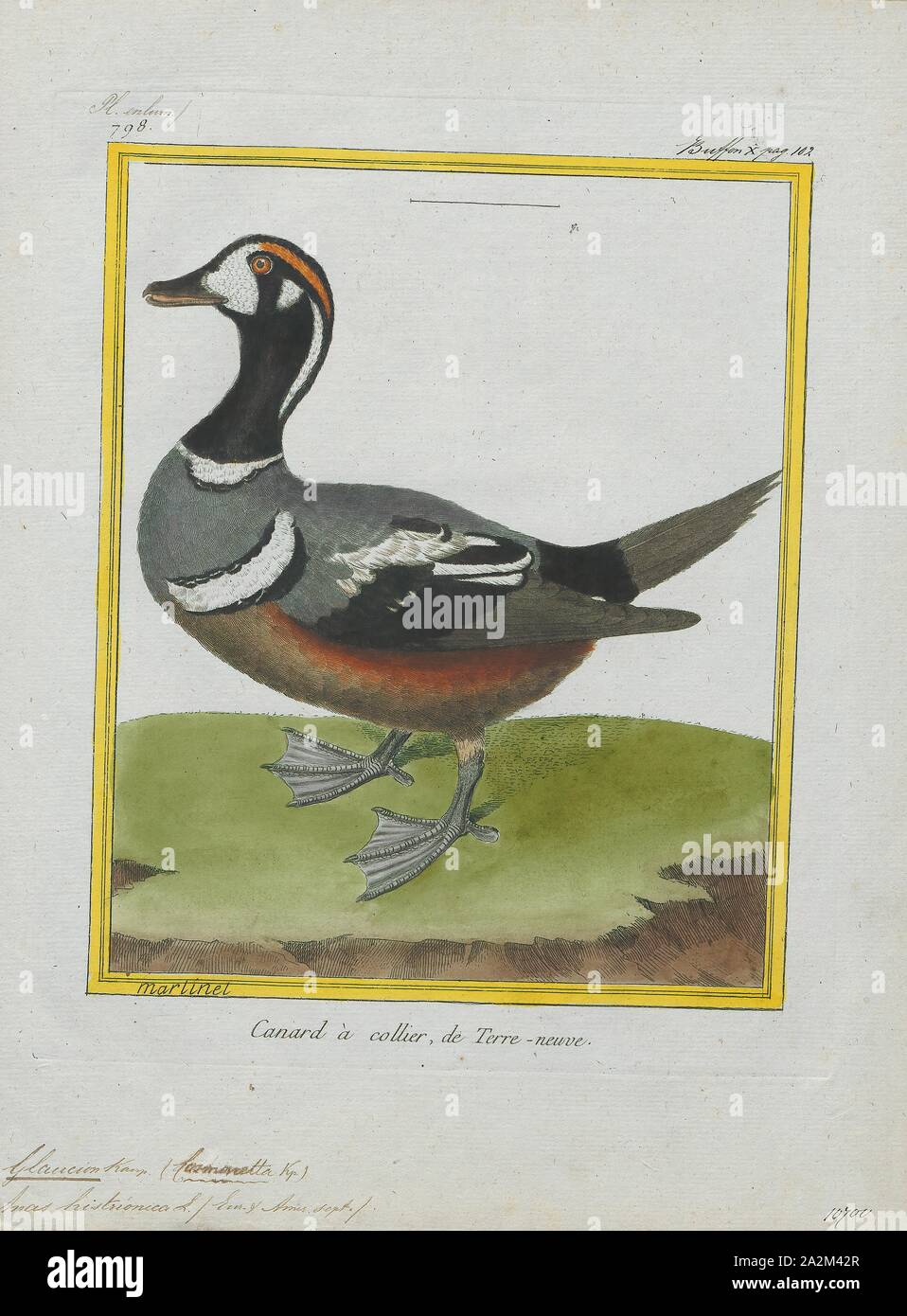 Bucephala hi-res stock photography and images - Alamy