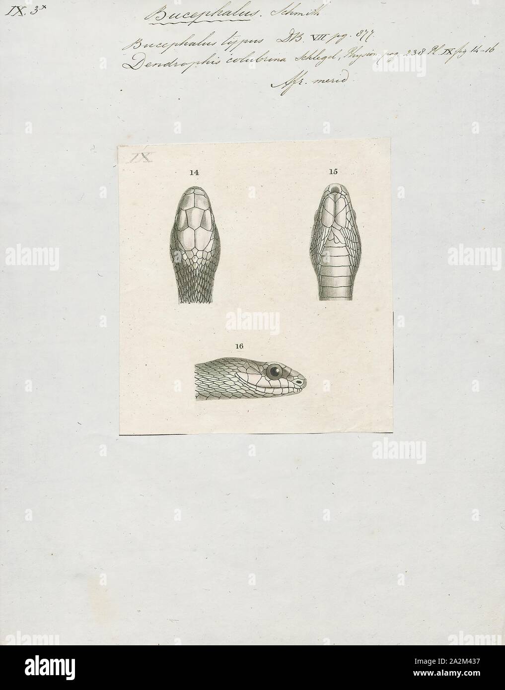 Bucephalus hi-res stock photography and images - Alamy