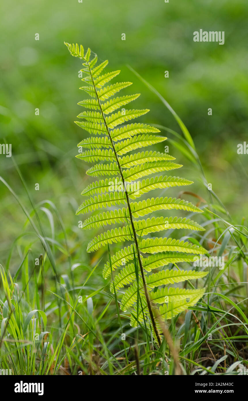 Polypodiopsida, Close-up of fern leaves Stock Photo - Alamy