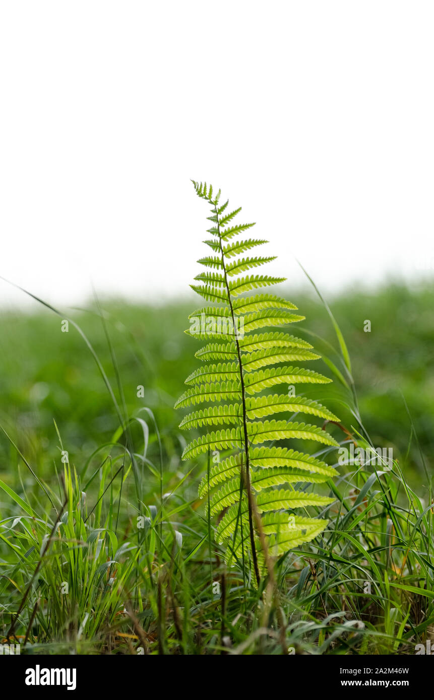 Polypodiopsida Stock Photos & Polypodiopsida Stock Images - Alamy