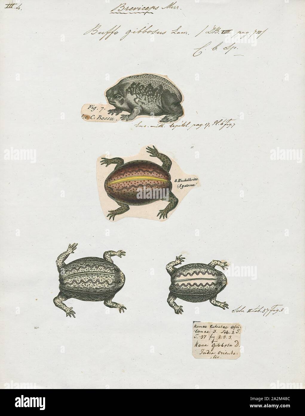 Buffo hi-res stock photography and images - Alamy